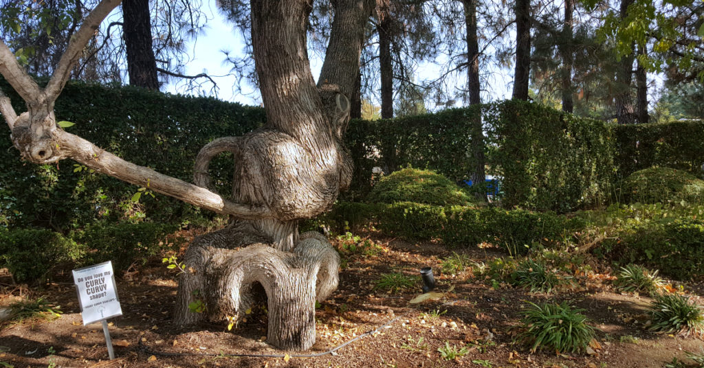 2 gilroy gardens curly curvy tree - Valerie Was Here