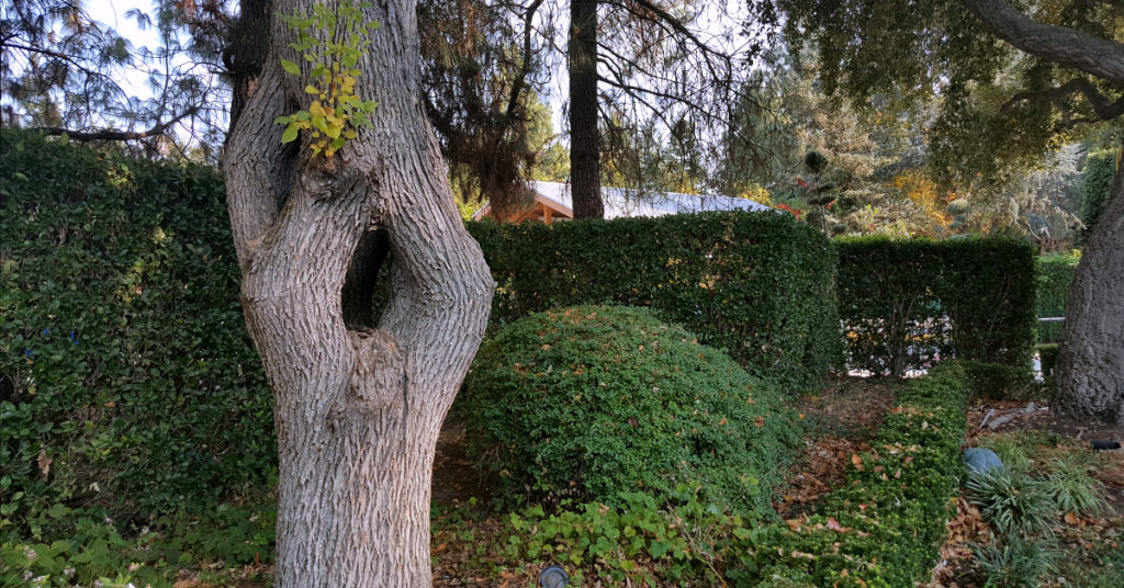 4 gilroy gardens tree - Valerie Was Here